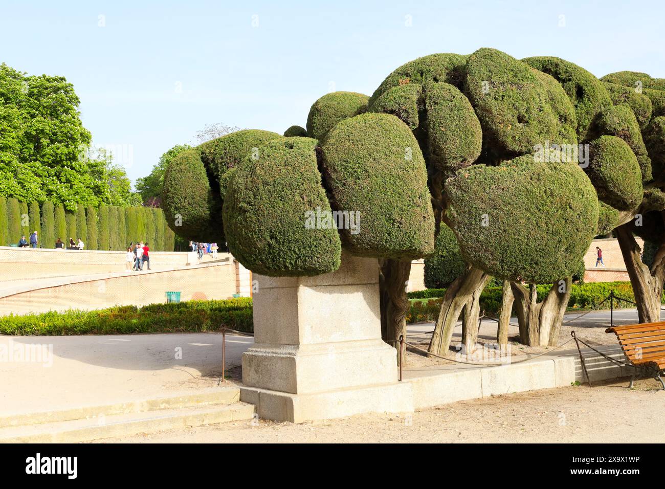 Madrid, Spain- April 8, 2024: Topiary Cupressus Sempervirens trees in ...