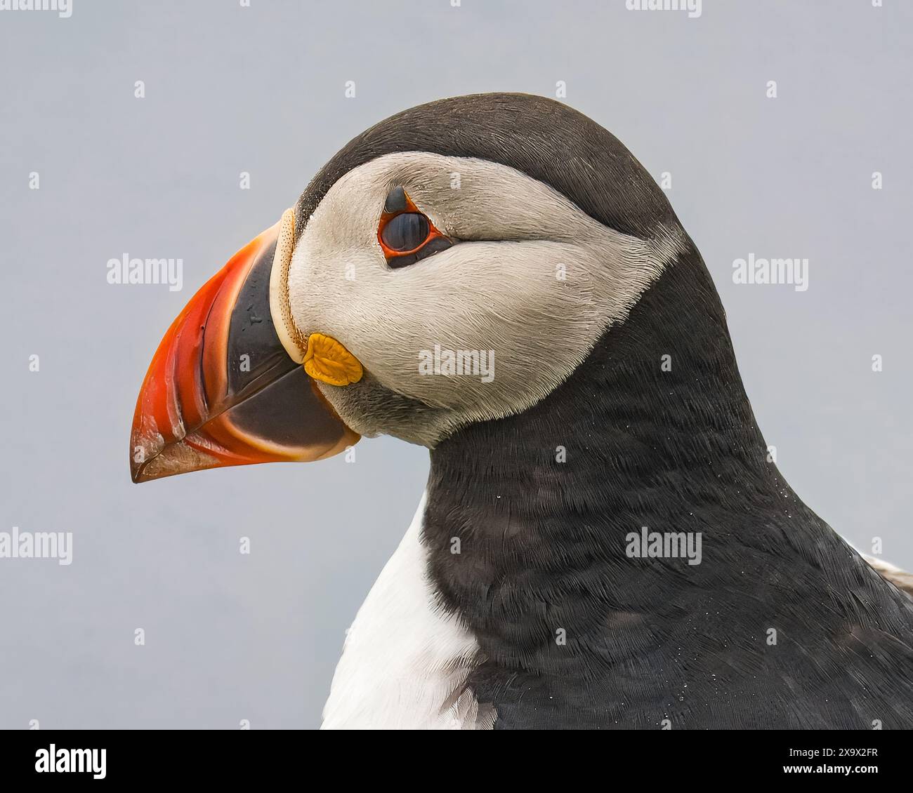 Close up of an Atlantic Puffin in profile, Lunga Island, Scotland Stock ...