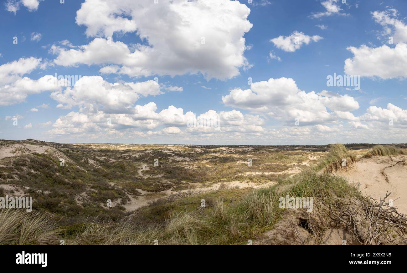 Dutch dune landscape of Holland Northsea coastline Stock Photo - Alamy