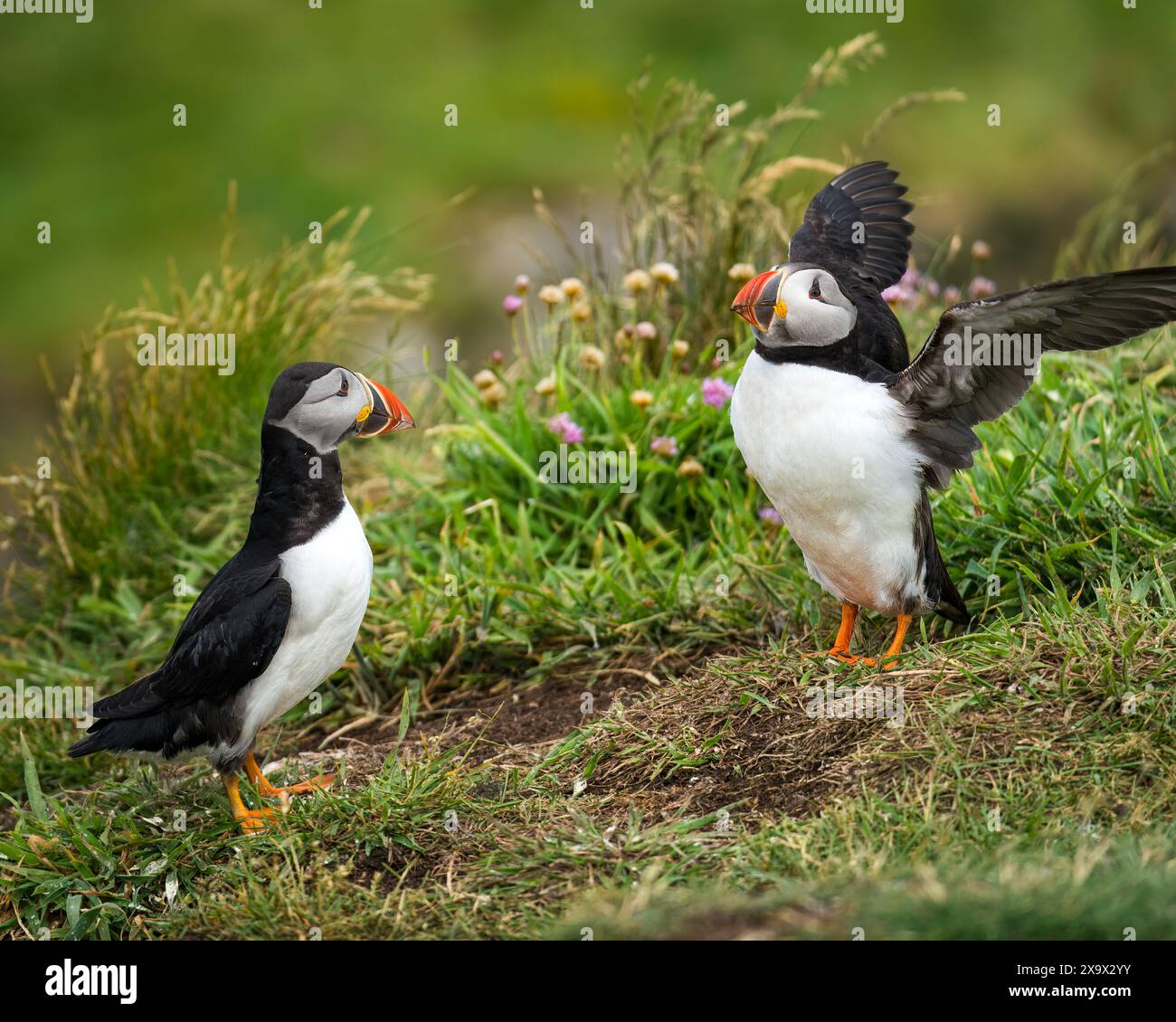 Puffin pair at the burrow, Lunga Island, Scotland Stock Photo - Alamy