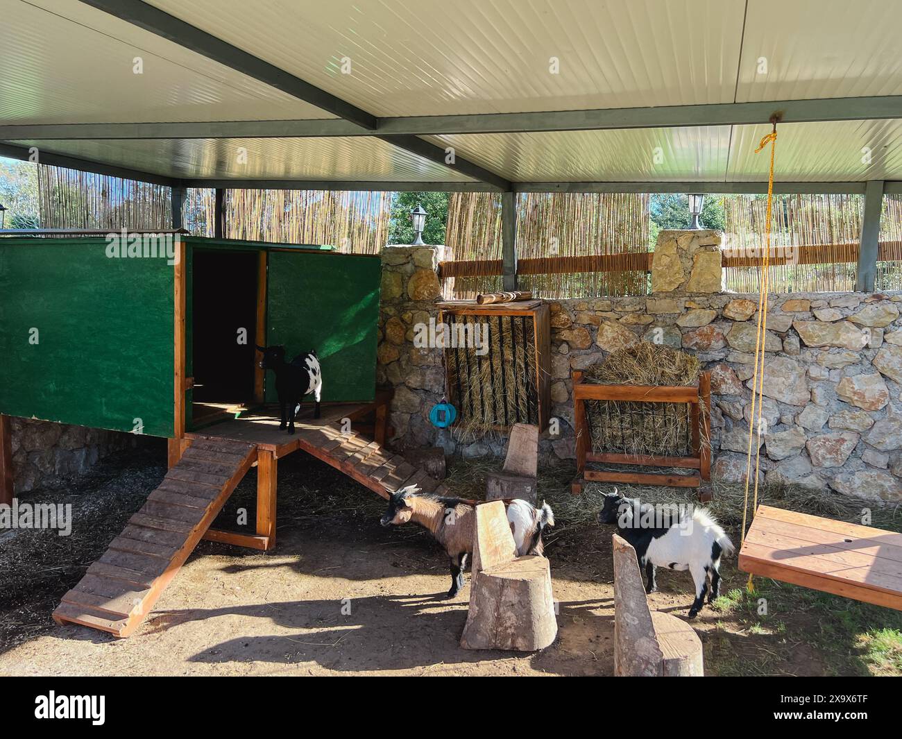 Goats walk on wooden footbridges in a paddock at a farm Stock Photo - Alamy