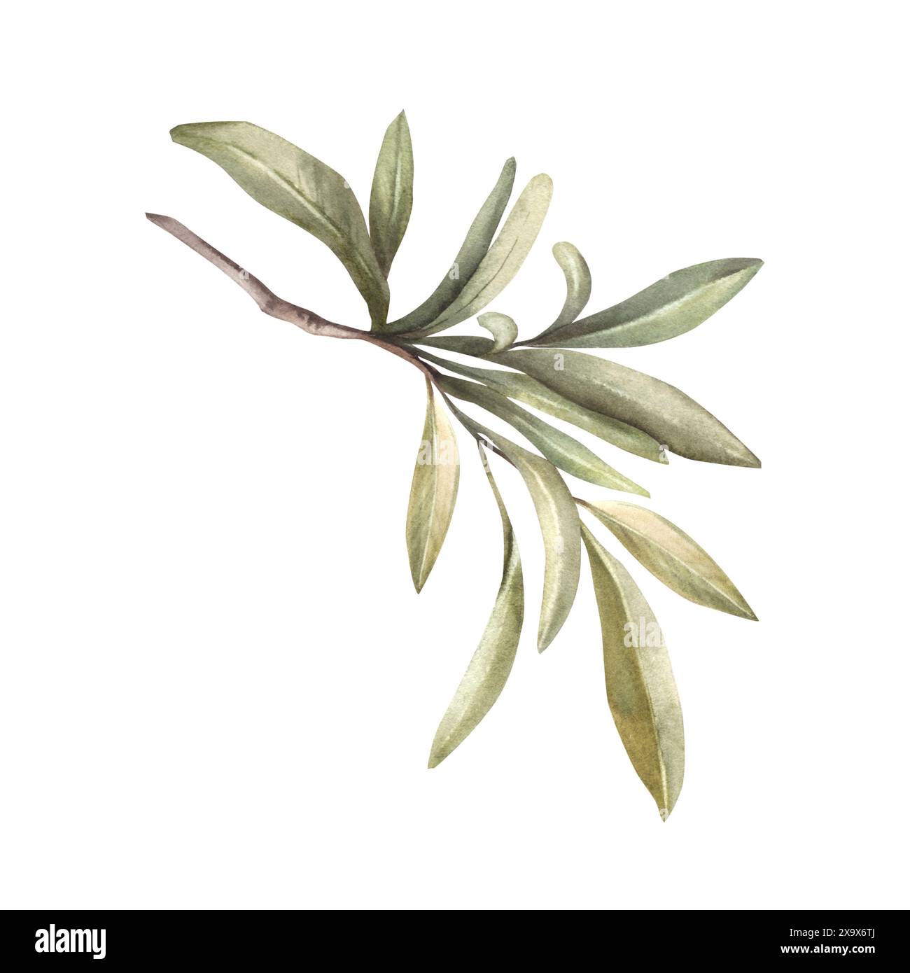 Olive tree branch with leaves without olives. Watercolor botanical ...