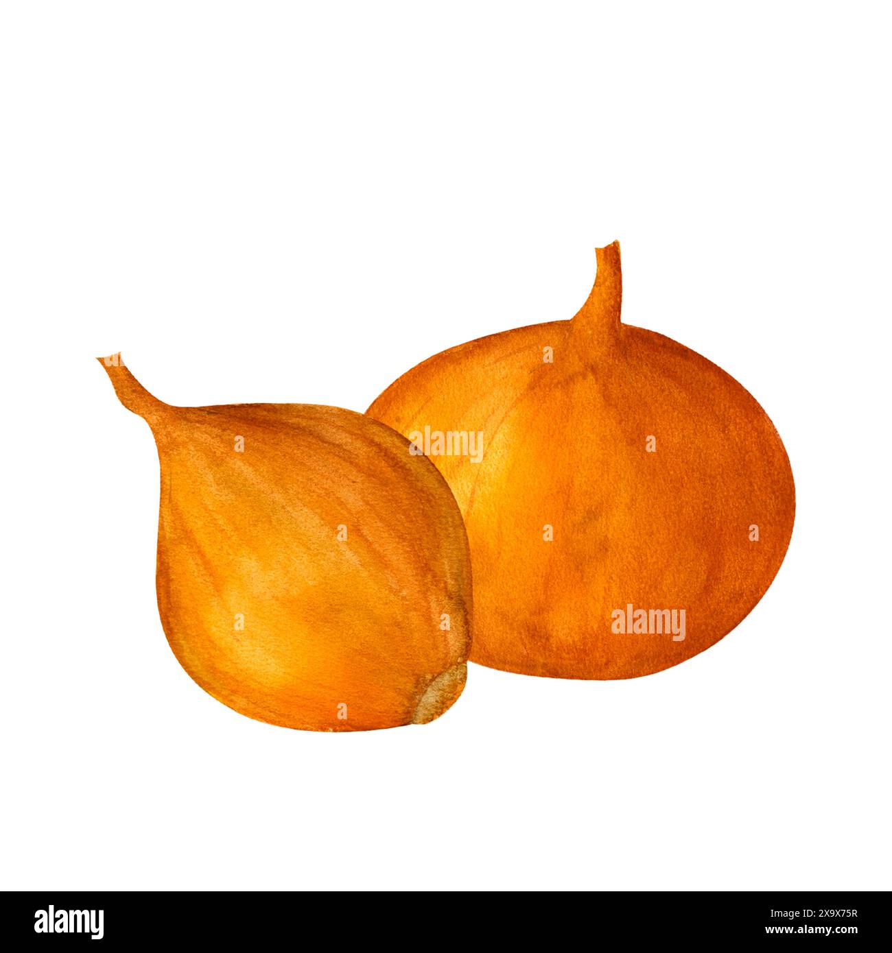 Yellow onion, watercolor illustration, isolated on white background ...
