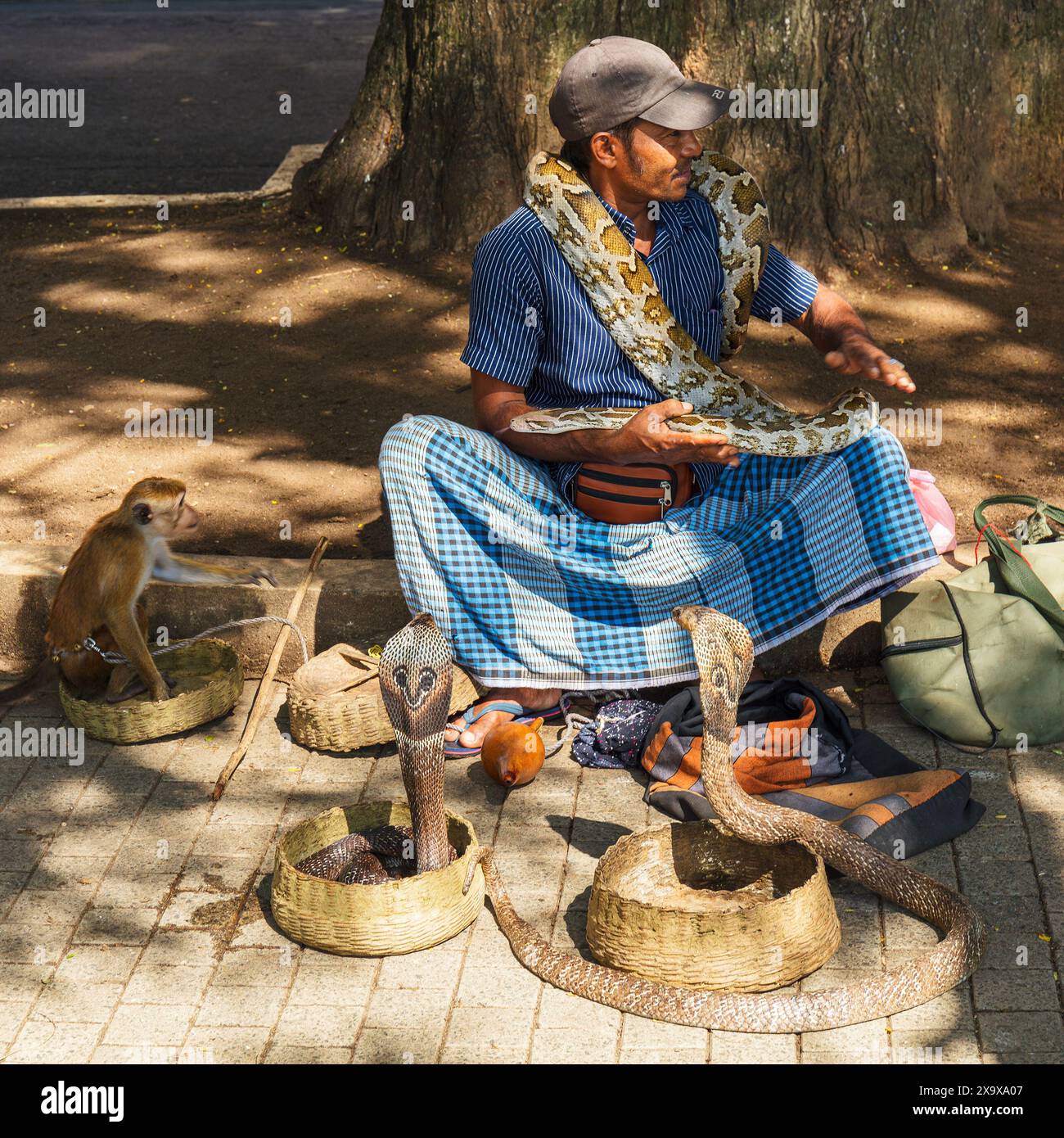 Snake Charmer In Kandy Sri Lanka Stock Photo - Alamy