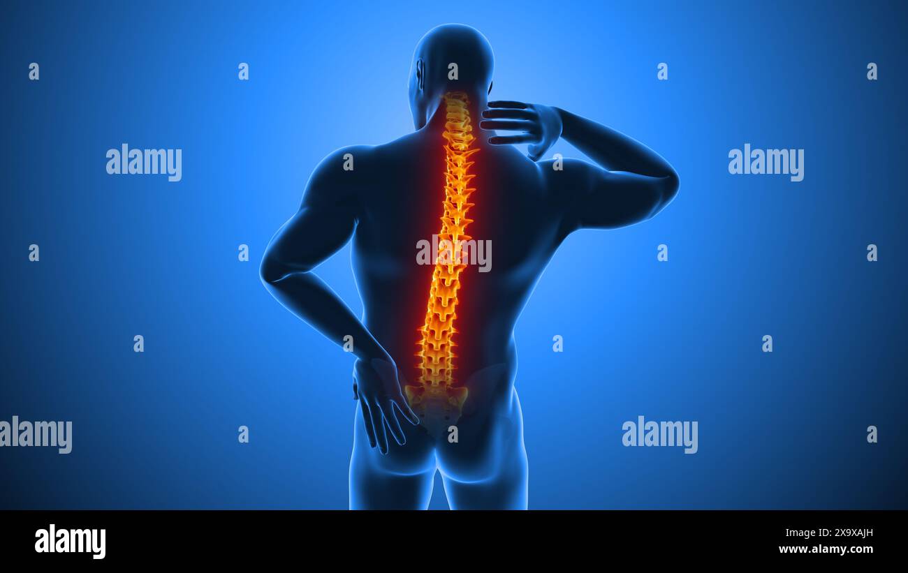 Human skull cervical spine illustration hi-res stock photography and ...
