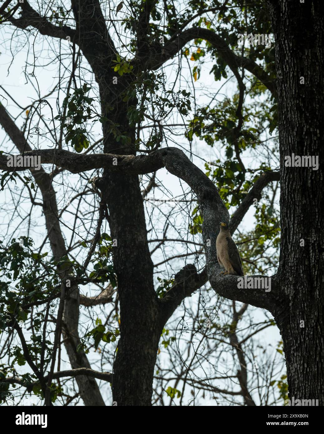 Crested serpent eagle corbett national hi-res stock photography and ...