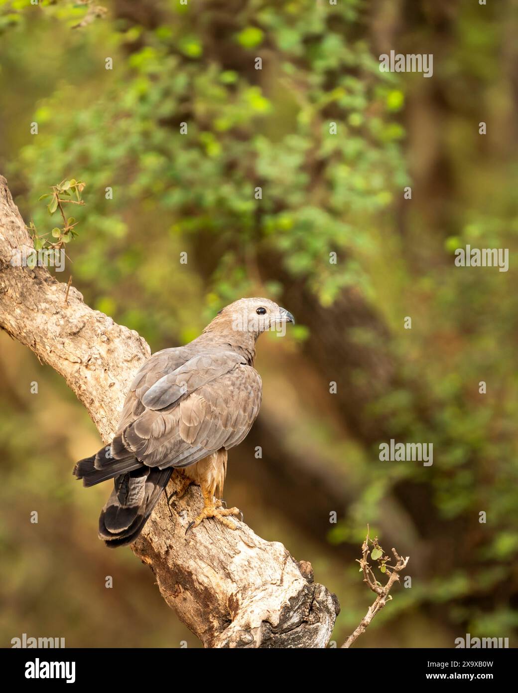 Wild Oriental Honey Buzzard Pernis Ptilorhyncus raptor bird of prey ...