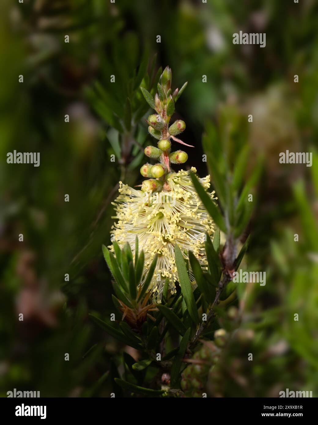 Closeup of flower spike of River Bottlebrush (Callistemon sieberi) in a ...