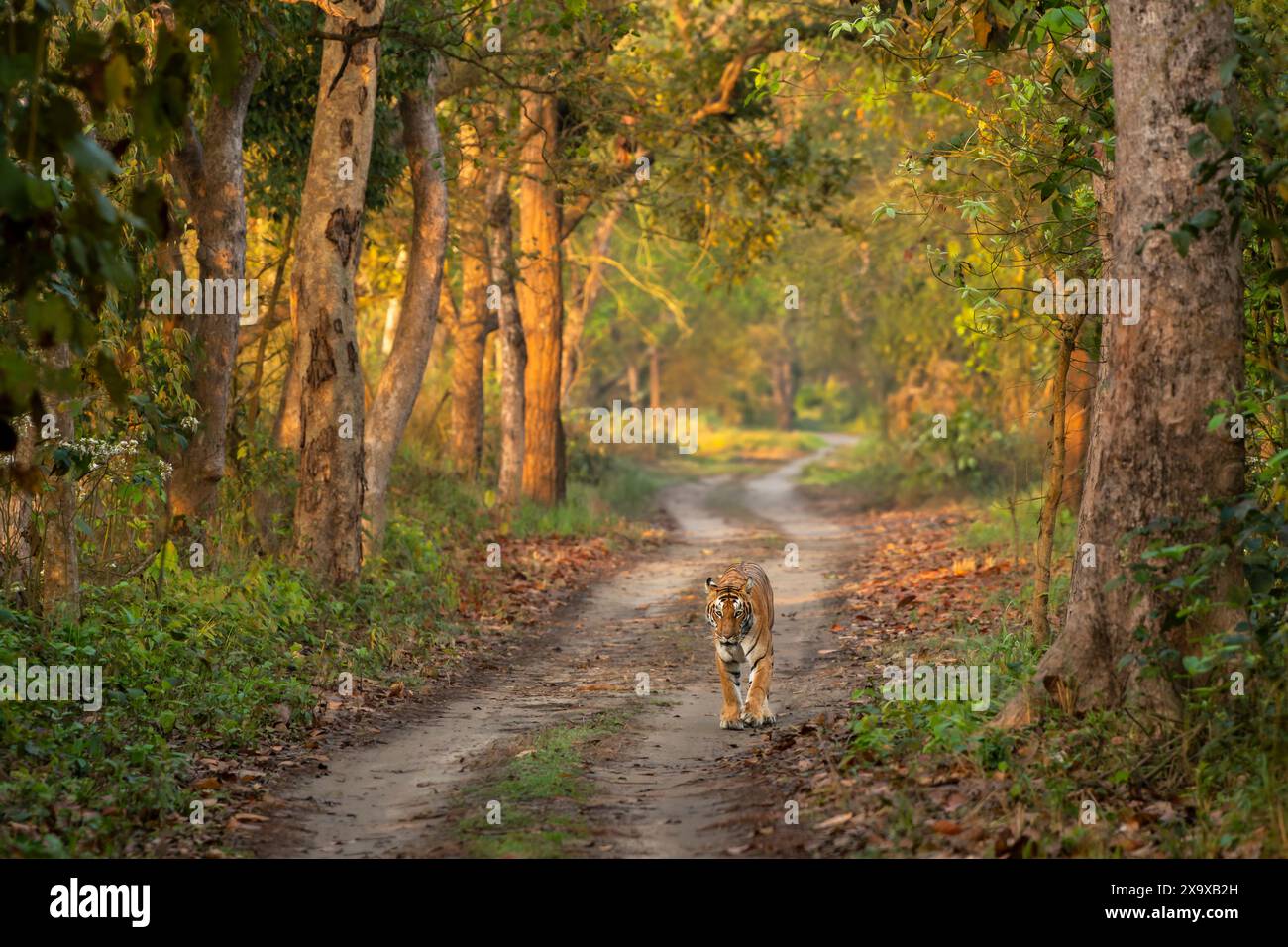 wild female tiger or panthera tigris or tigress a showstopper on ...