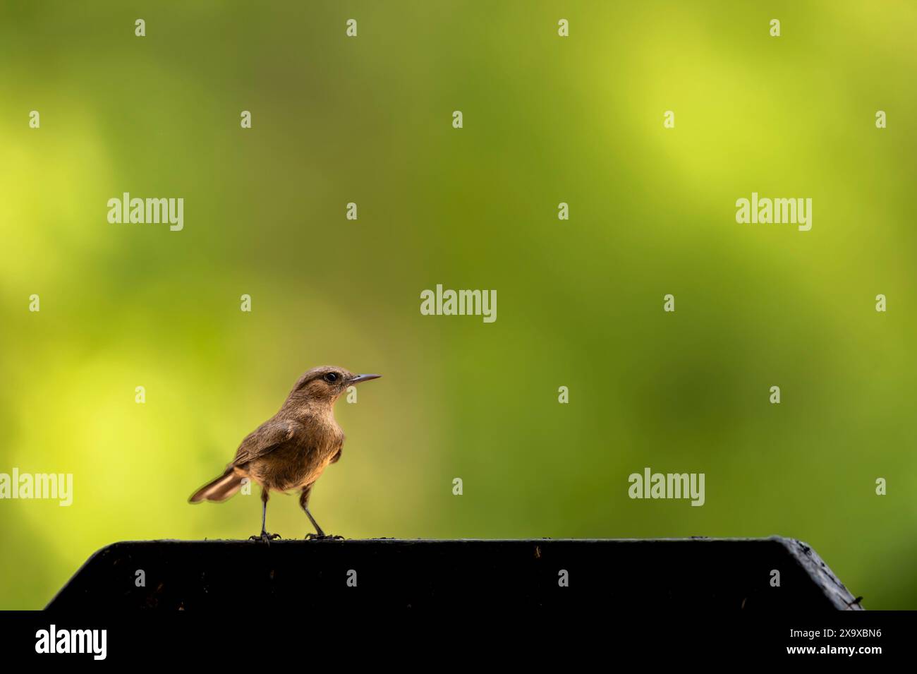 brown rock chat or Indian chat or Oenanthe fusca bird species perched ...