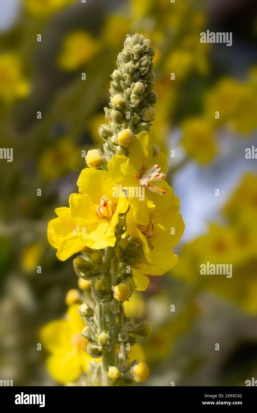 Closeup of flowrs of great mullein (Verbascum thapsus) in a garden in ...