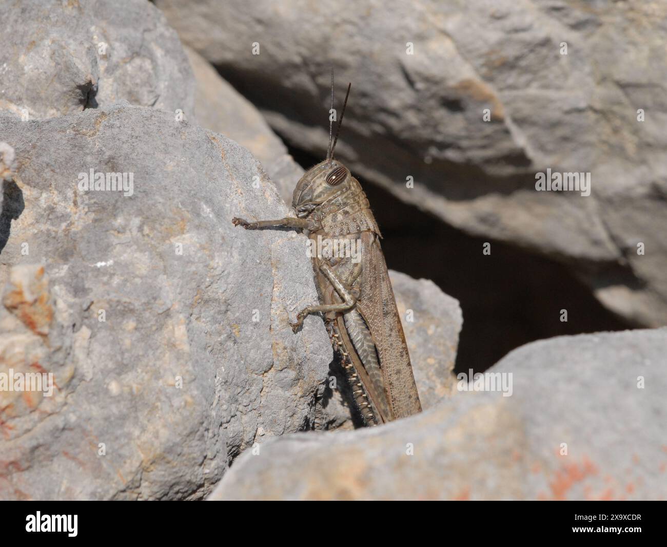 Closeup of an Egyptian Locust (Anacridium aegyptium) sitting on a stone ...