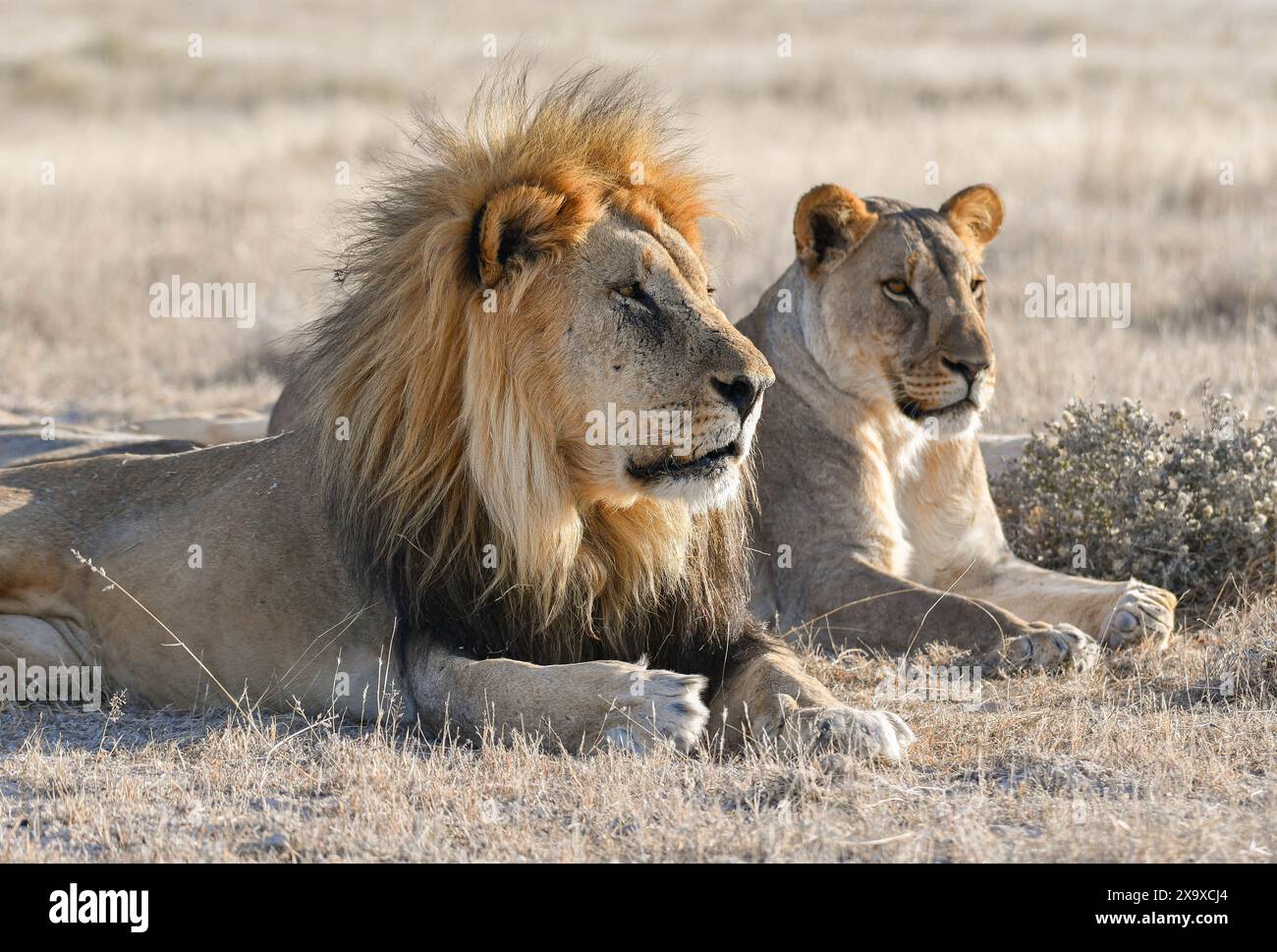Mufasa the lion king hi-res stock photography and images - Alamy
