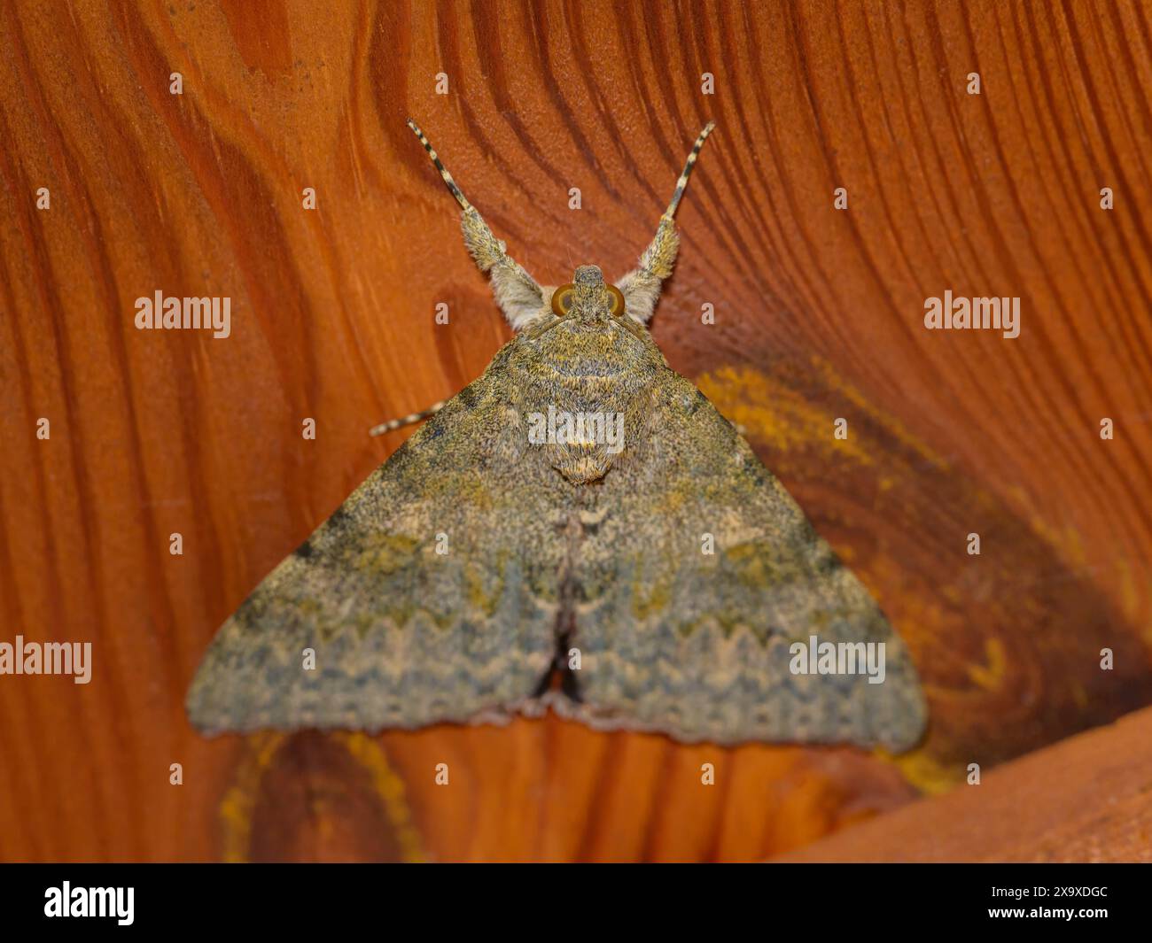 A French Red Underwing resting on wood of a shed, Austria Stock Photo ...