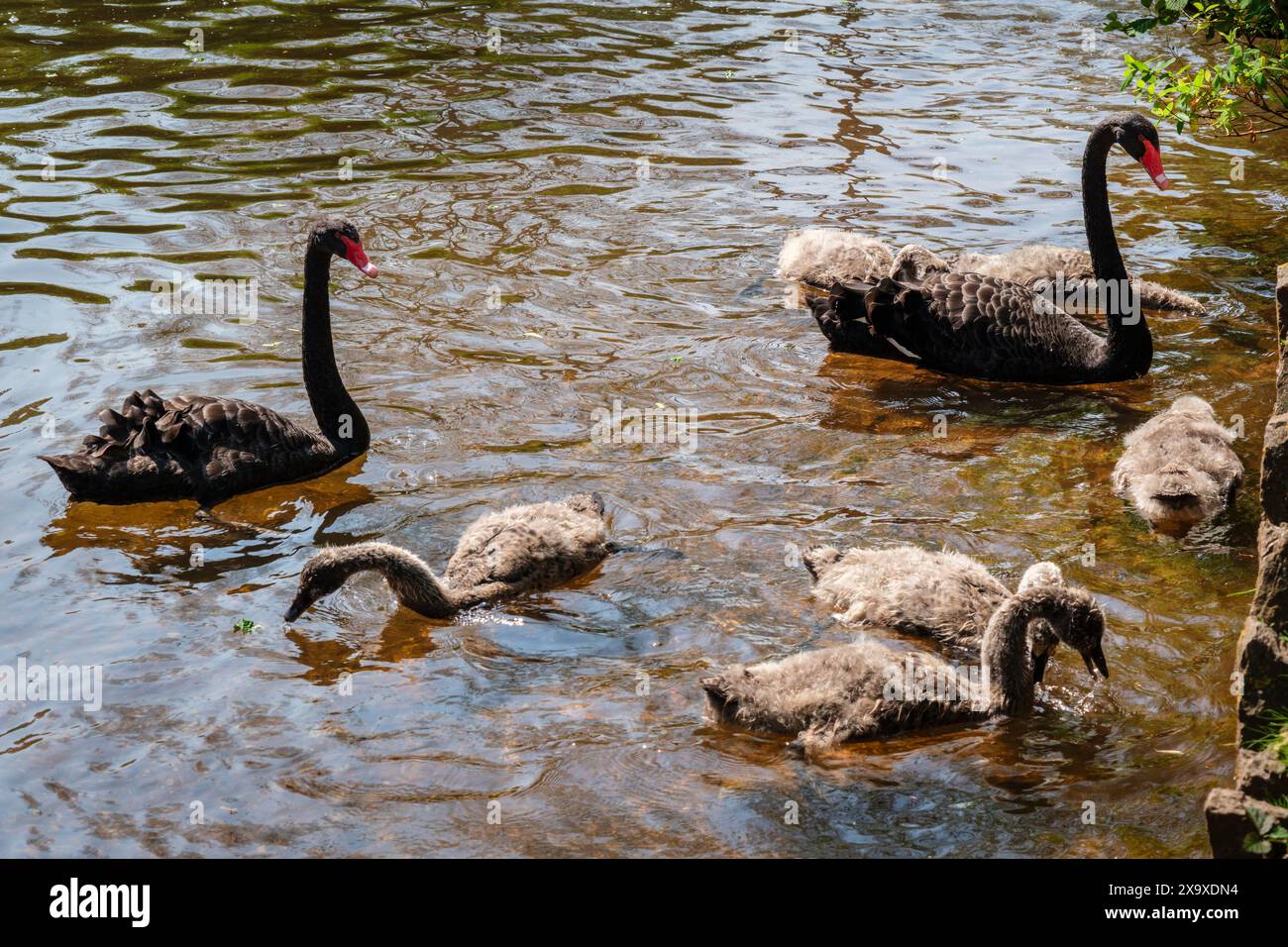 The famous black swans of Dawlish, Devon Stock Photo - Alamy