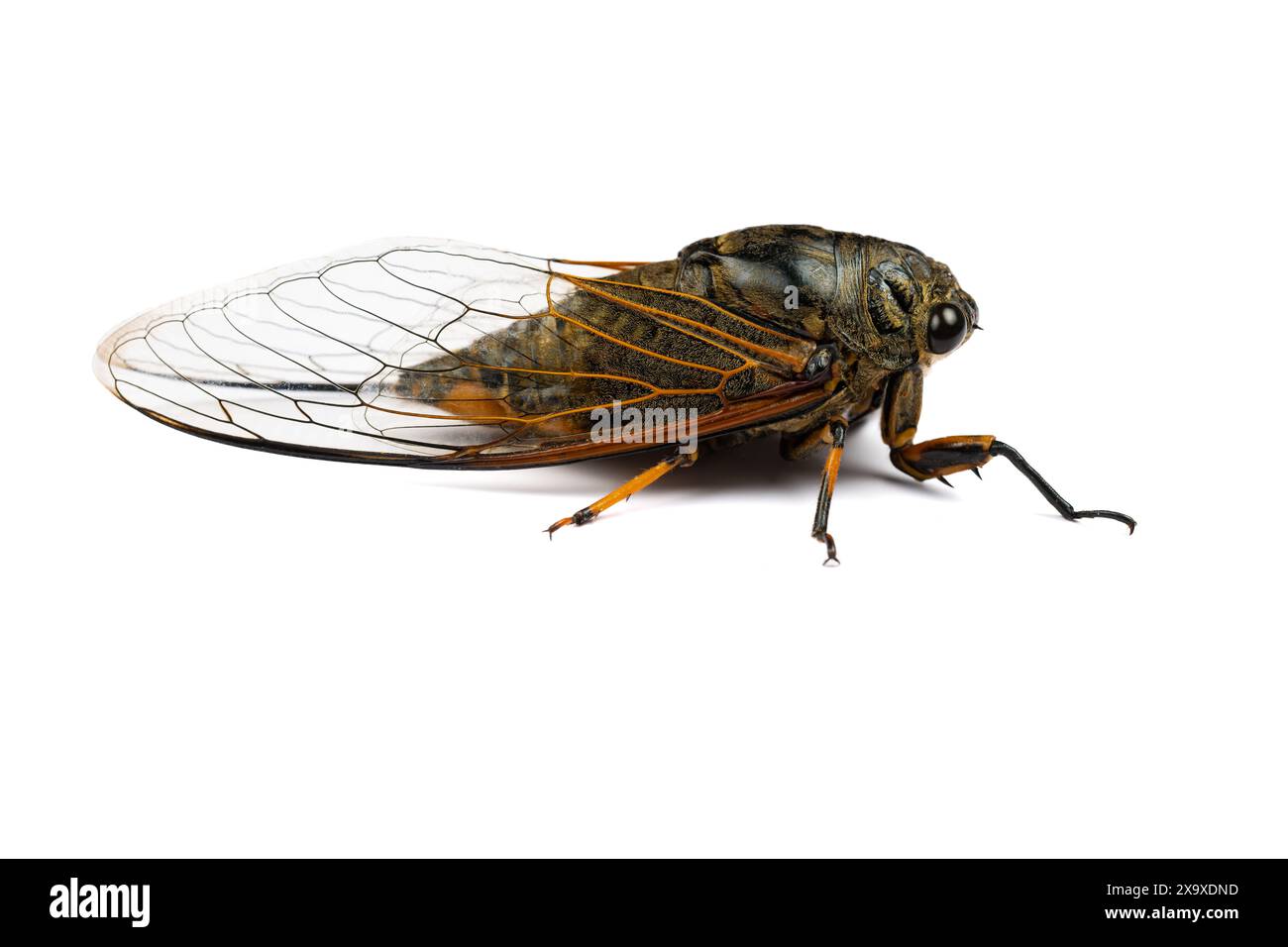 angle view black and gold cicadas on a white background Stock Photo - Alamy