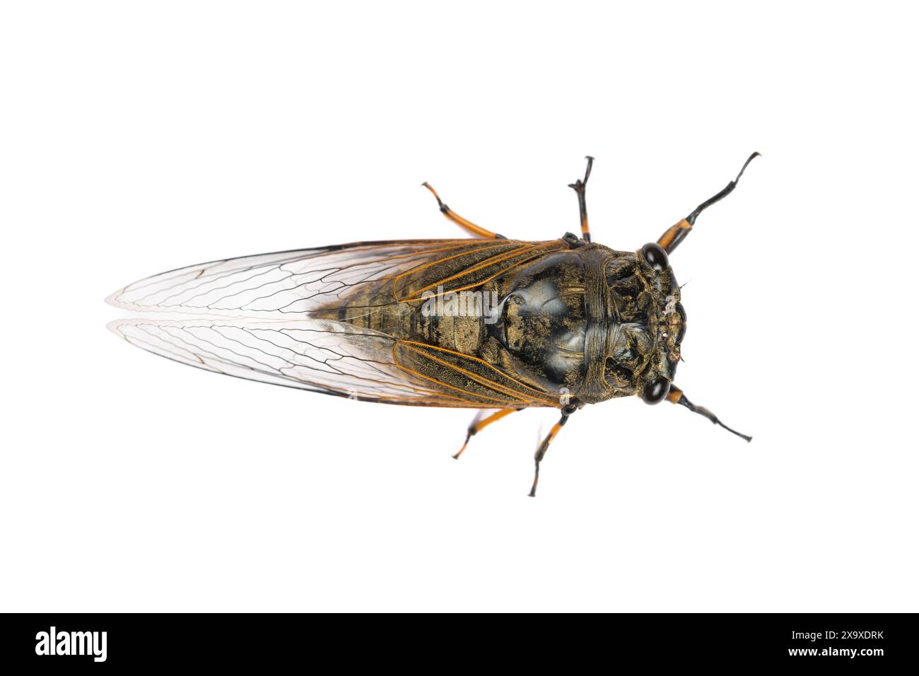 top view black and gold cicadas on a white background Stock Photo - Alamy