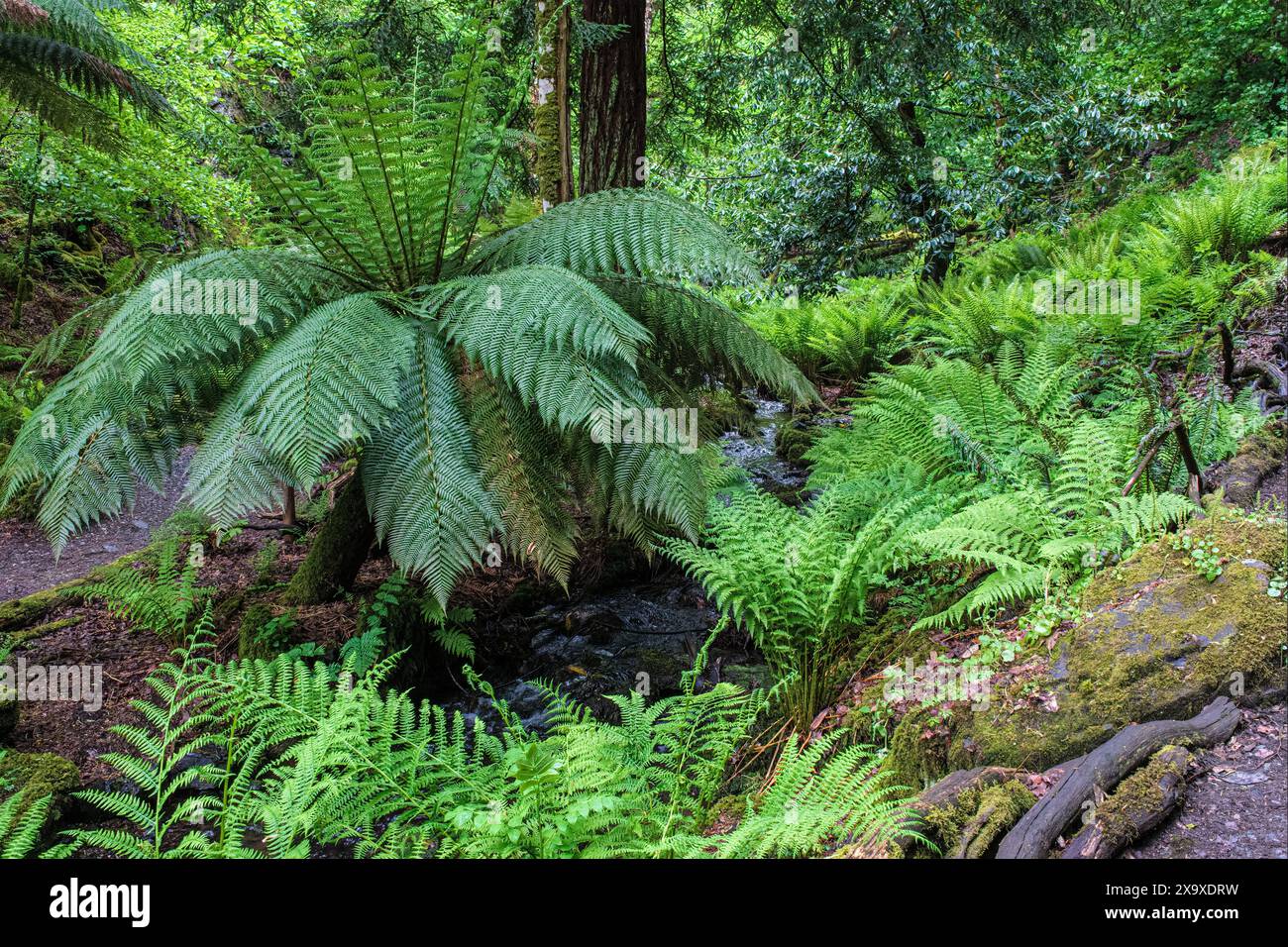 The fern garden at Canonteign Falls, Devon Stock Photo - Alamy