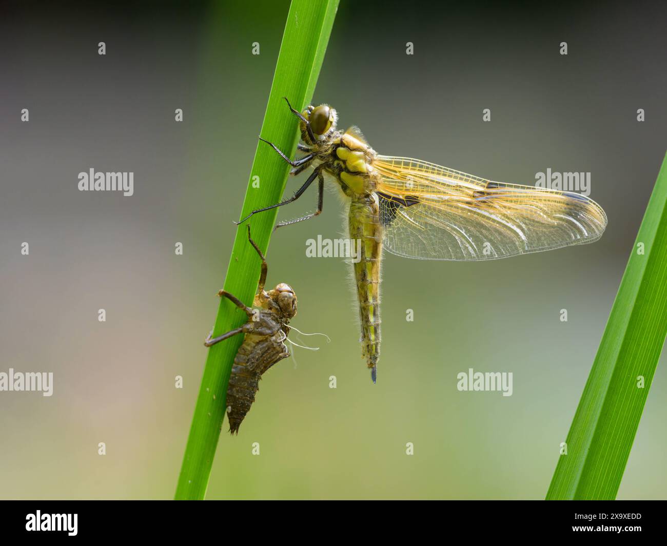 Four spotted chaser Libellula quadrimaculata sitting on a green plant ...