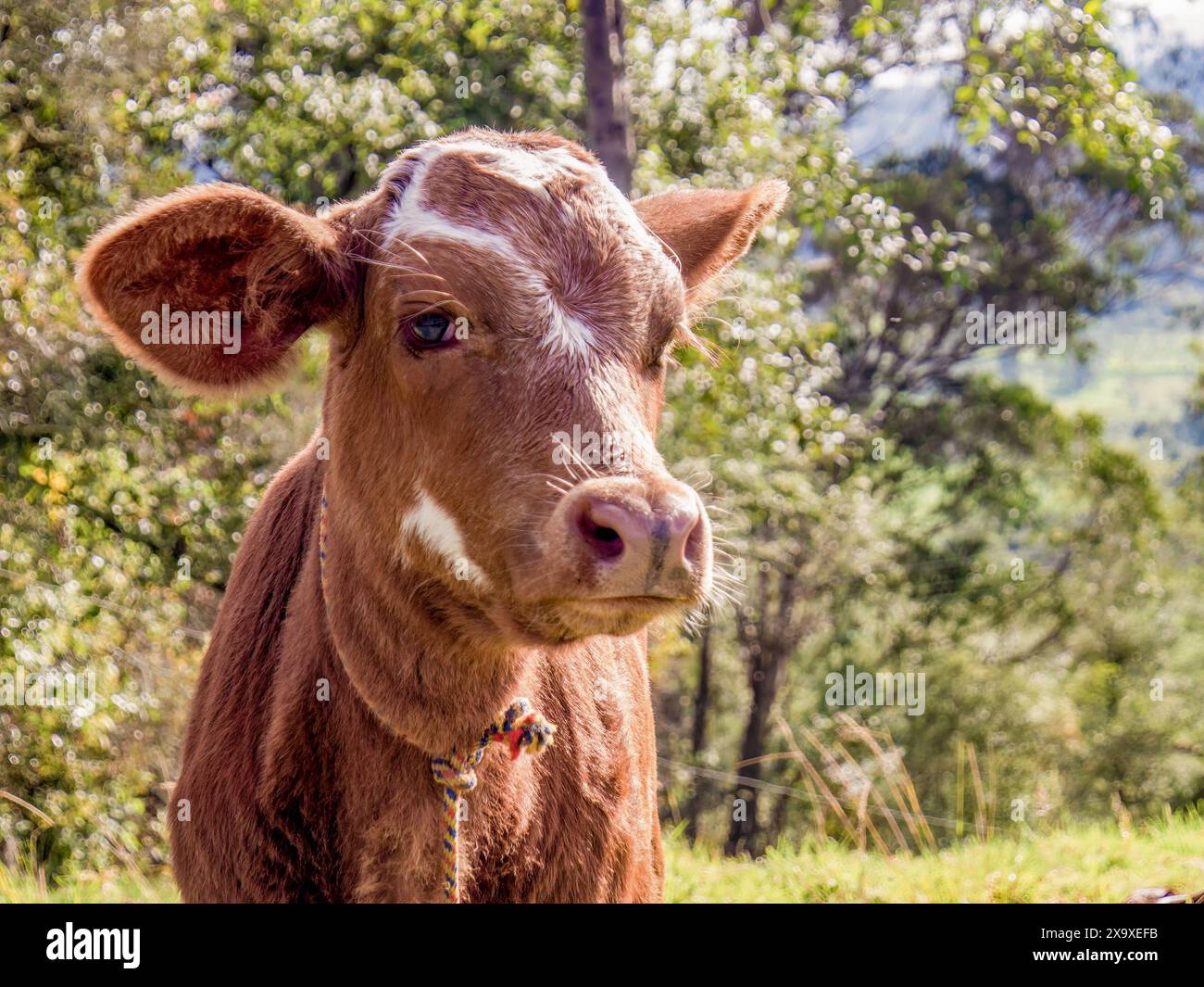 Portrait of a brown calf with long ears, captured in a farm in the ...