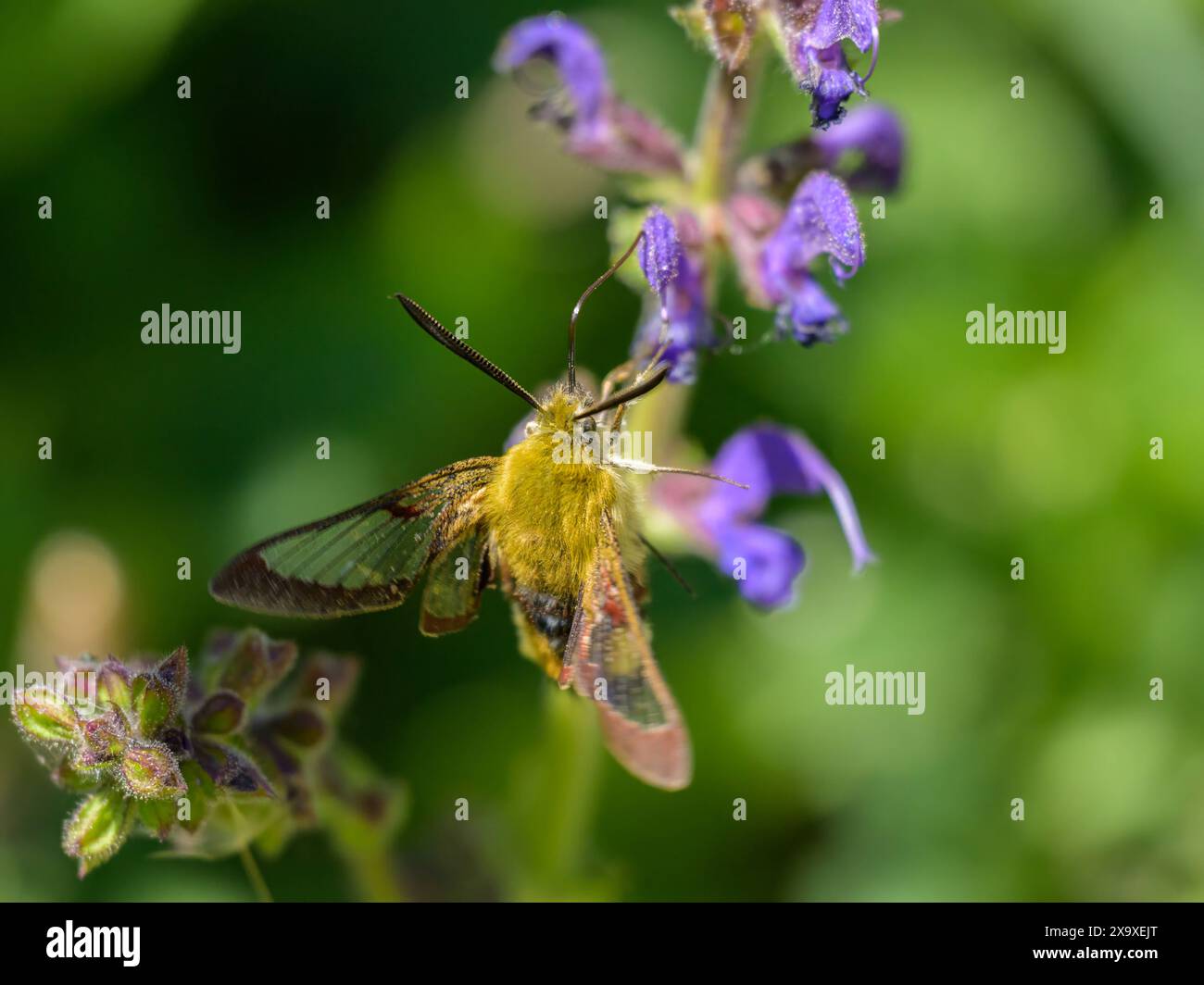 a broad bordered bee hawk moth Hemaris fuciformis feeding on a blue ...