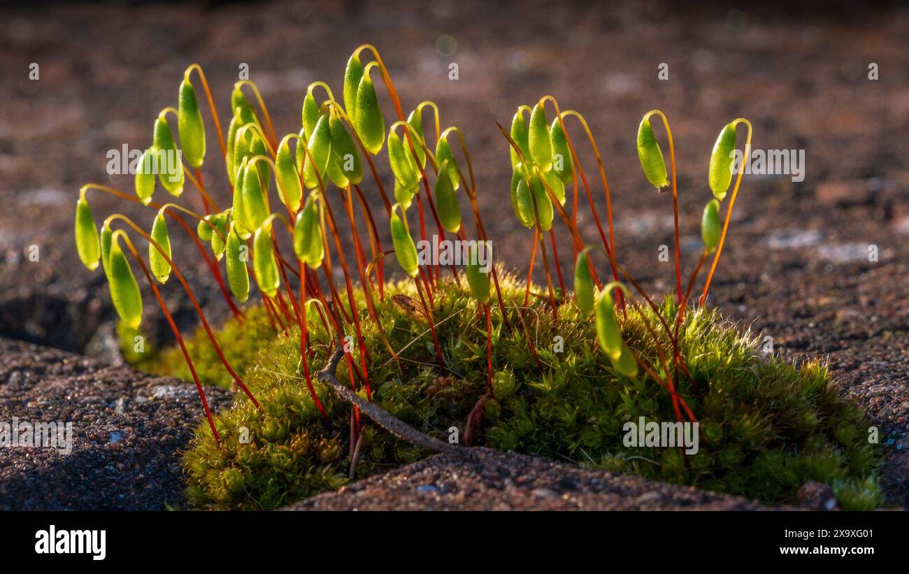 Capillary Thread-moss growing on a paved drive Stock Photo - Alamy