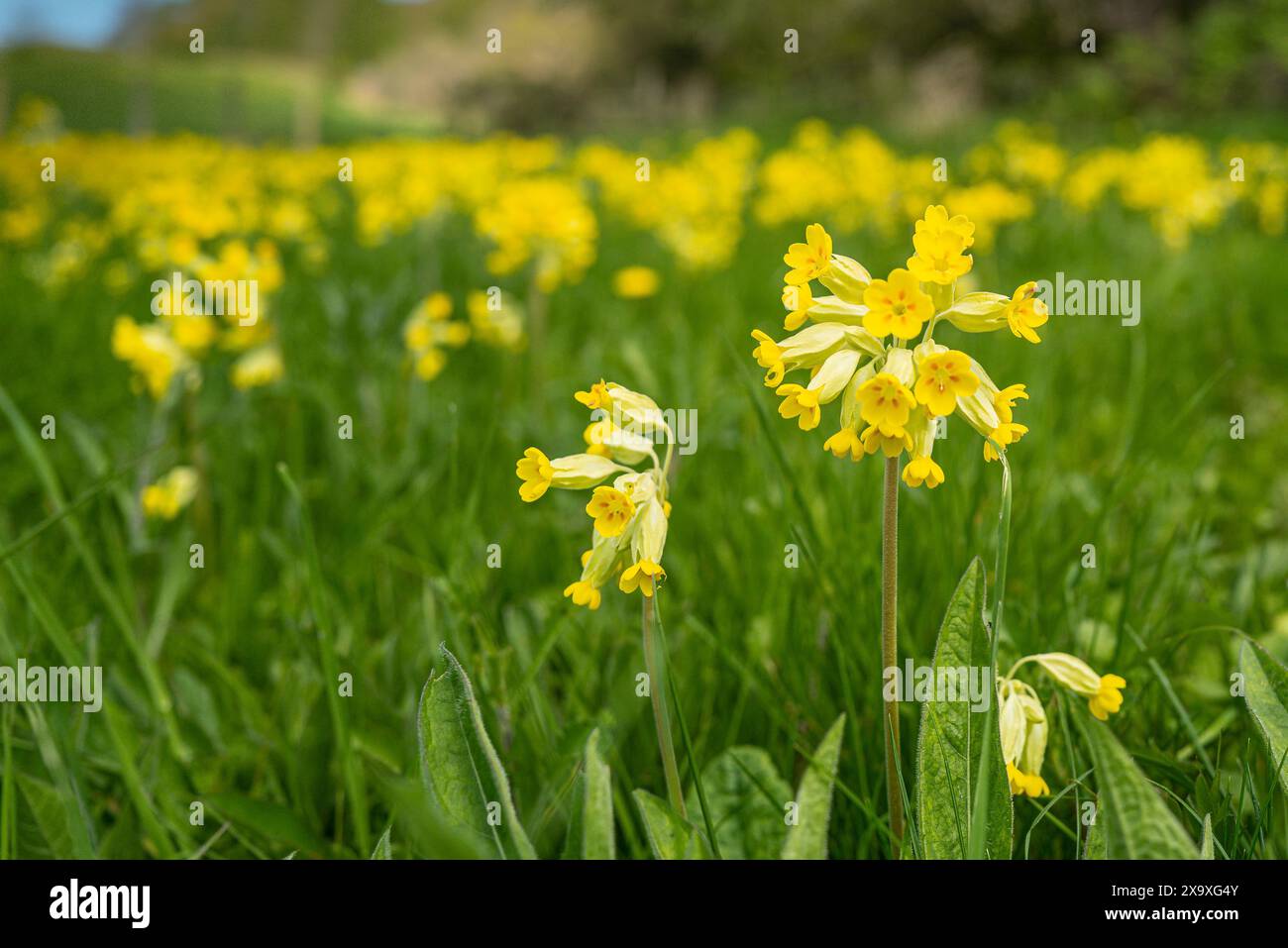 A field of native cowslips Stock Photo - Alamy