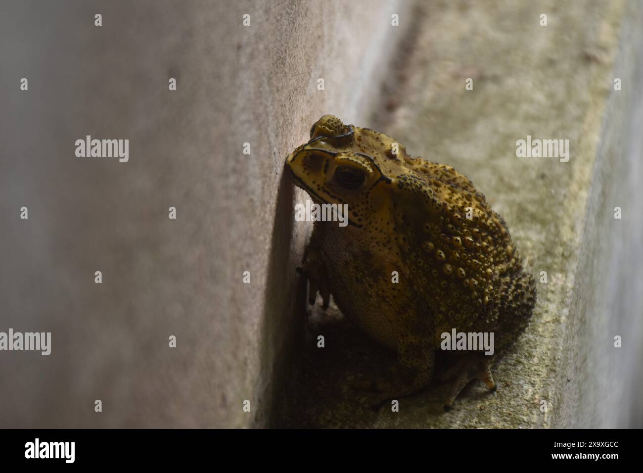 toad sitting for sunbathe on house wall in morning Stock Photo - Alamy