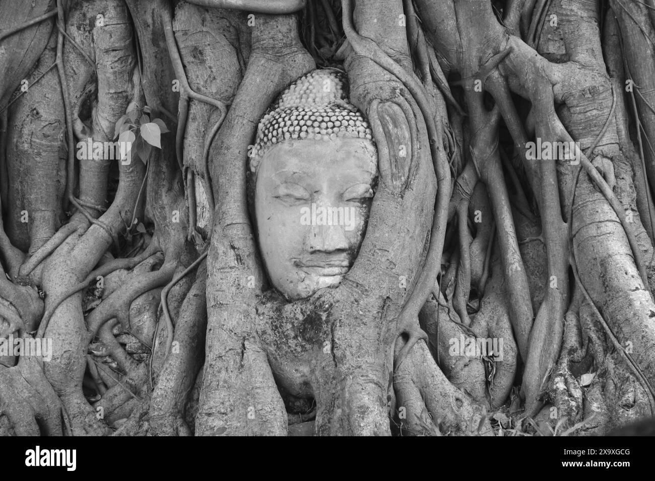 ancient Buddha statue covering by root of bodhi tree in Wat Mahathat ...