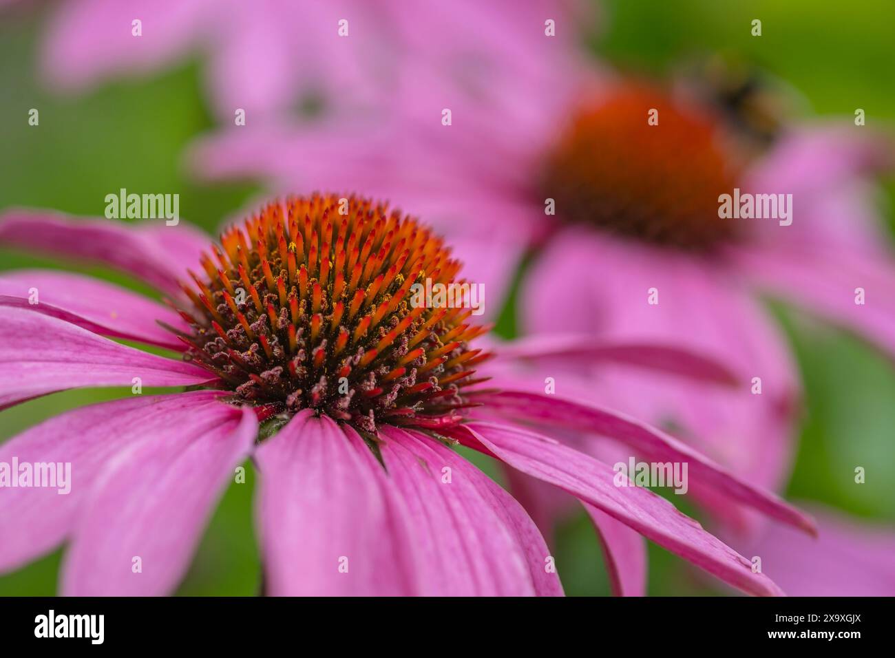 Full bloom plants hi-res stock photography and images - Alamy