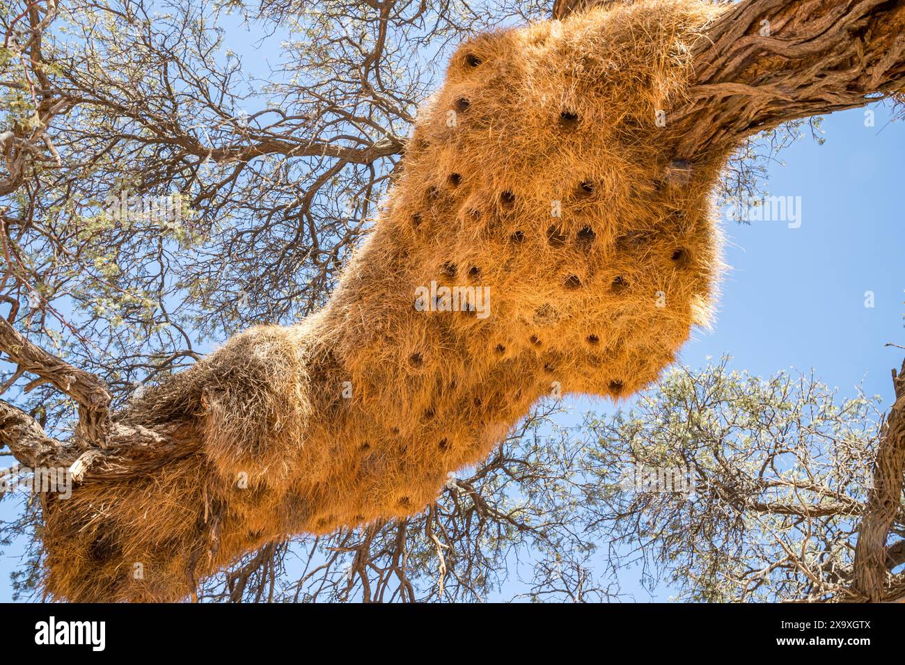 Namibia, Karas Region, Sociable weaver nest Stock Photo - Alamy