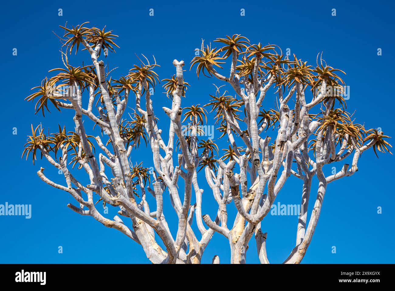 Namibia, Karas Region, Fish River Canyon, Quiver tree (Aloidendron ...