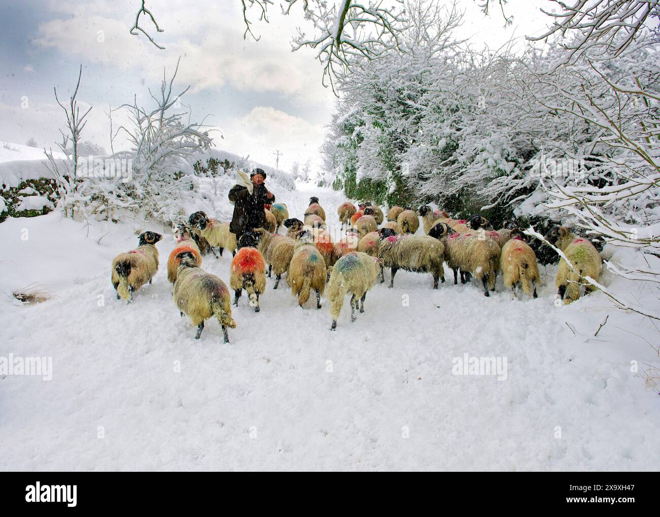 Freezing sheep hi-res stock photography and images - Alamy