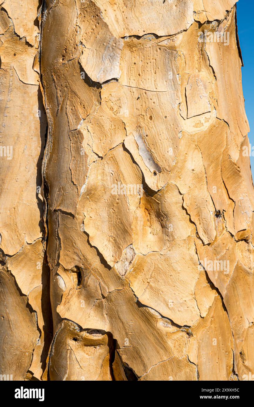 Namibia, Karas Region, Fish River Canyon, Quiver tree (Aloidendron ...