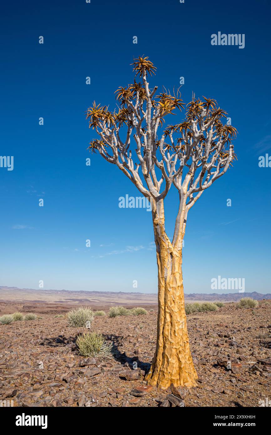Namibia, Karas Region, Fish River Canyon, Quiver tree (Aloidendron ...