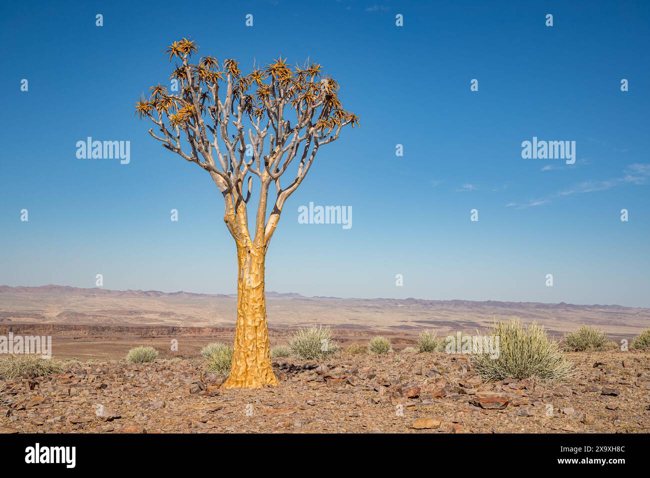 Namibia, Karas Region, Fish River Canyon, Quiver tree (Aloidendron ...