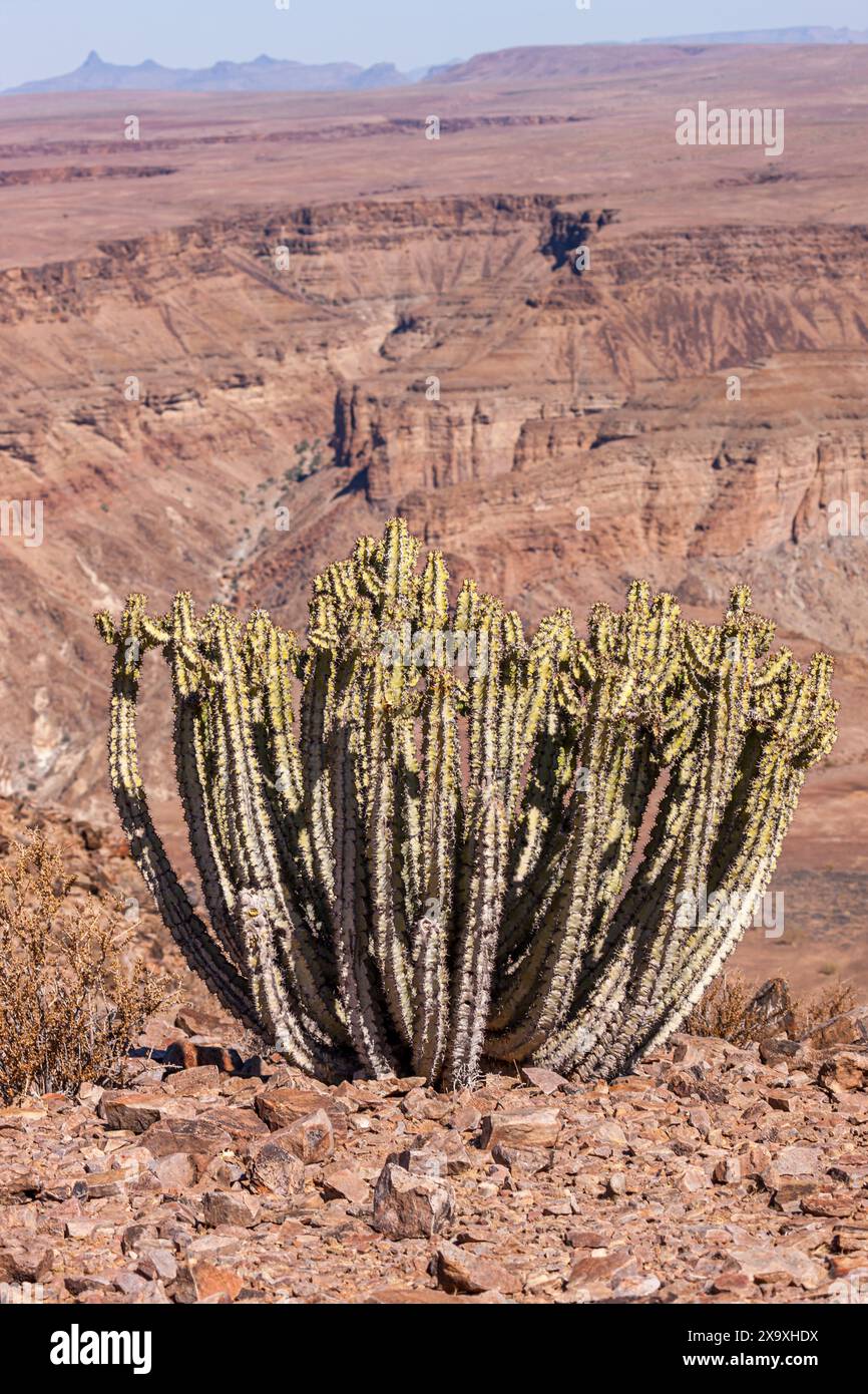 Namibia, Karas Region, Fish River Canyon, Euphorbia virosa, Gifboom or ...