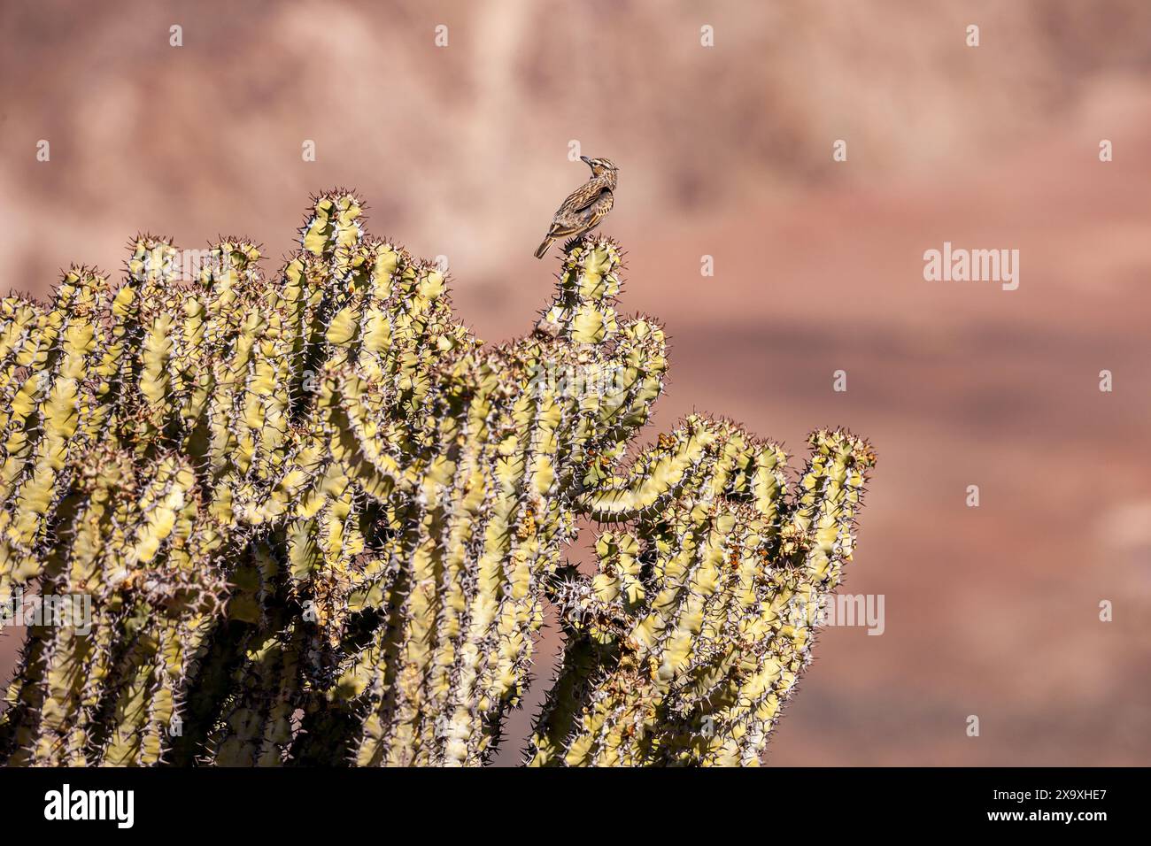 Namibia, Karas Region, Fish River Canyon, Euphorbia virosa, Gifboom or ...