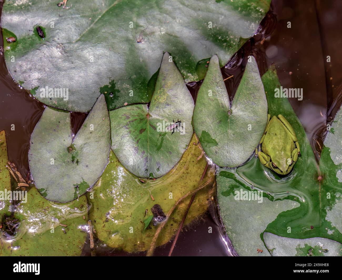 Close-up view from the top of a dotted green tree frog resting in a ...