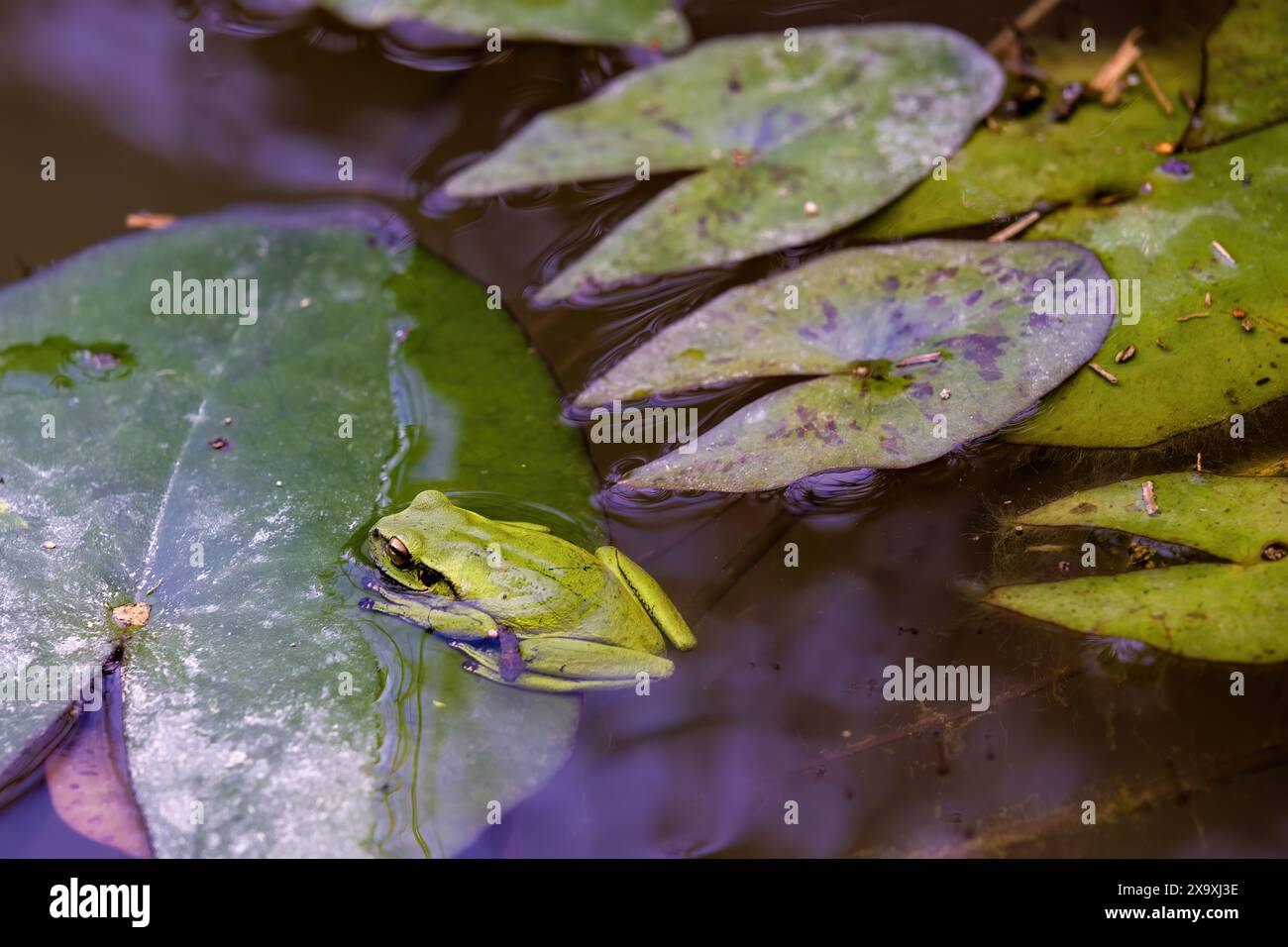 Close-up view from the top of a dotted green tree frog resting in a ...