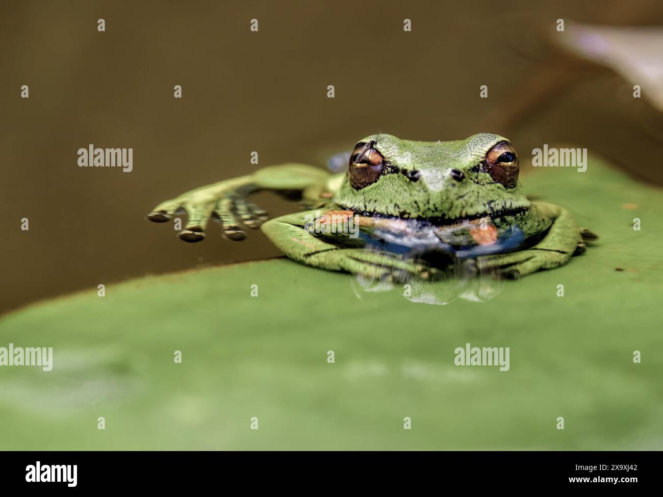 Macro photography of a dotted green tree frog resting in a leaf, with a ...
