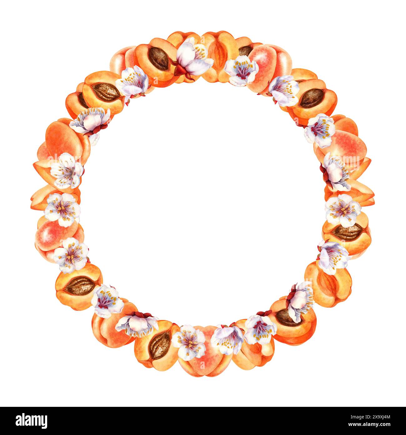 Round fruit frame of ripe orange-pink apricots with green leaves, brown ...