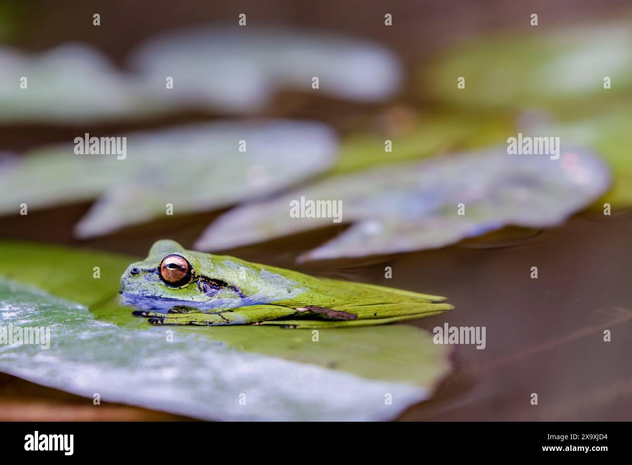 Macro photography from the side of an almost submerged dotted green ...