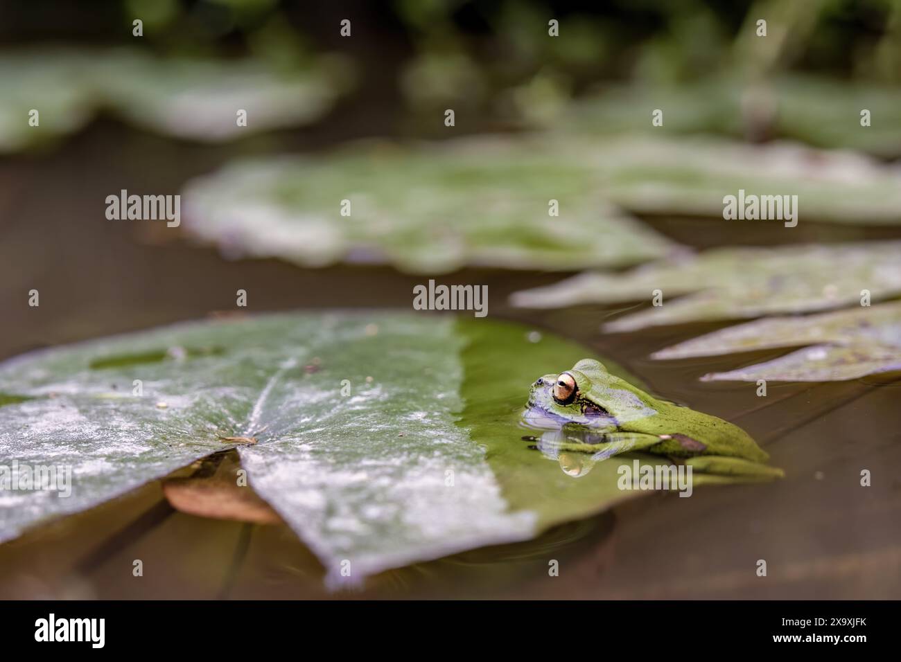 Close-up lateral view of an almost submerged dotted green tree frog in ...