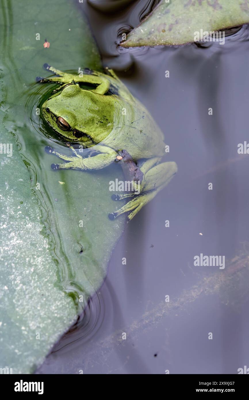 Macro photography from the top of a half submerged dotted green tree ...