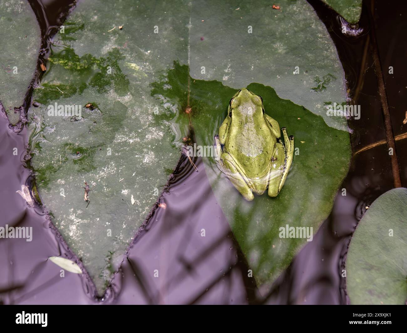 Close-up view from the top of a dotted green tree frog resting in a ...