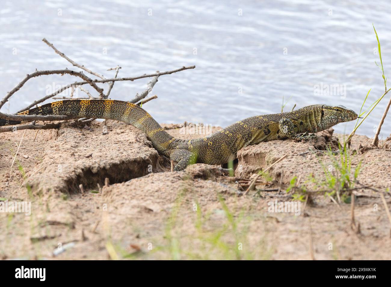 A juvenile Nile or Water Monitor can grow to about 2 meters in body ...