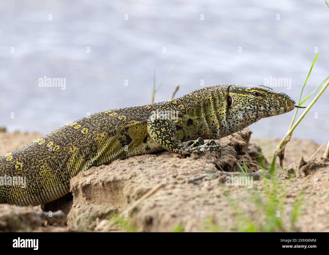 A juvenile Nile or Water Monitor can grow to about 2 meters in body ...