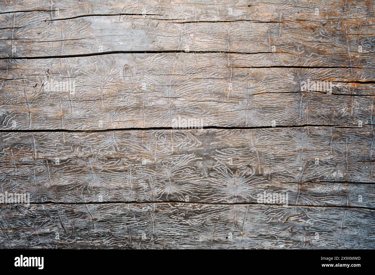 Texture of wood with bark beetle passages. Closeup of wood with beetle ...