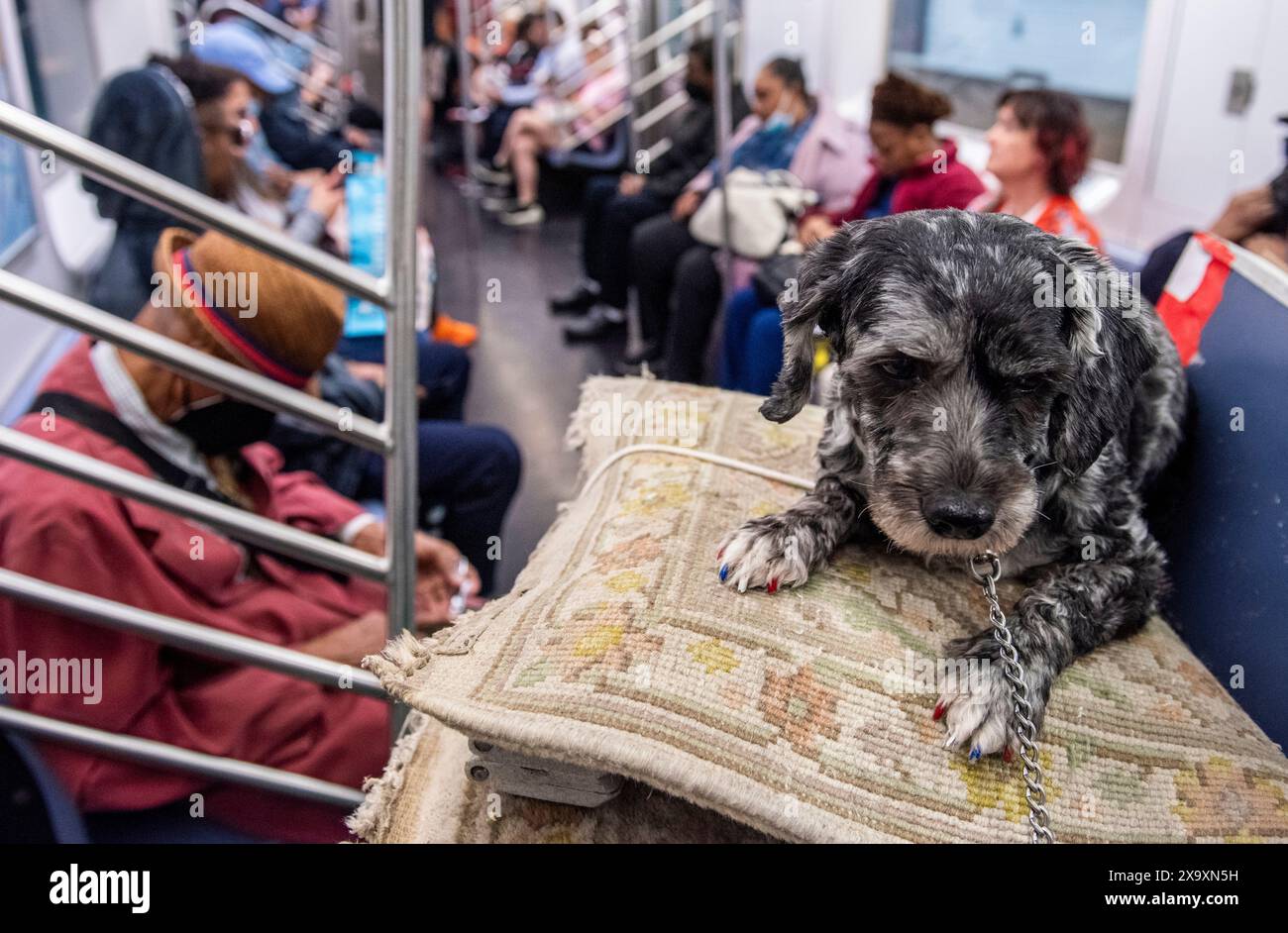 A dog with painted nails travels on the New York subway sitting on top ...